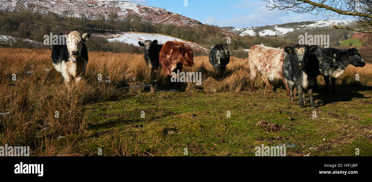 Herd cattle on welsh hi-res stock photography and images - Alamy