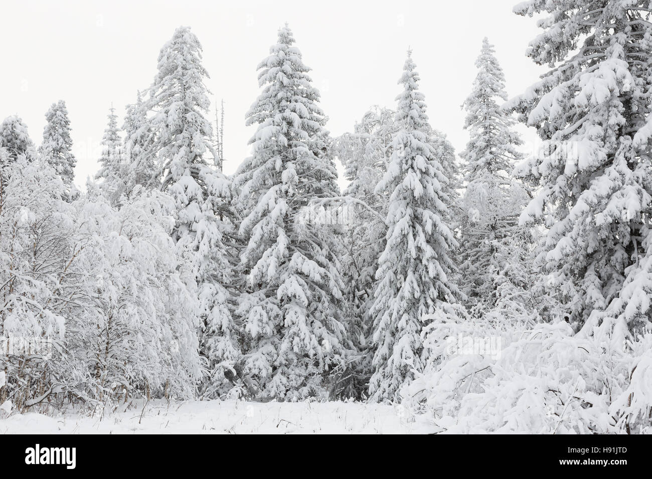 Ural mountains forest hi-res stock photography and images - Alamy
