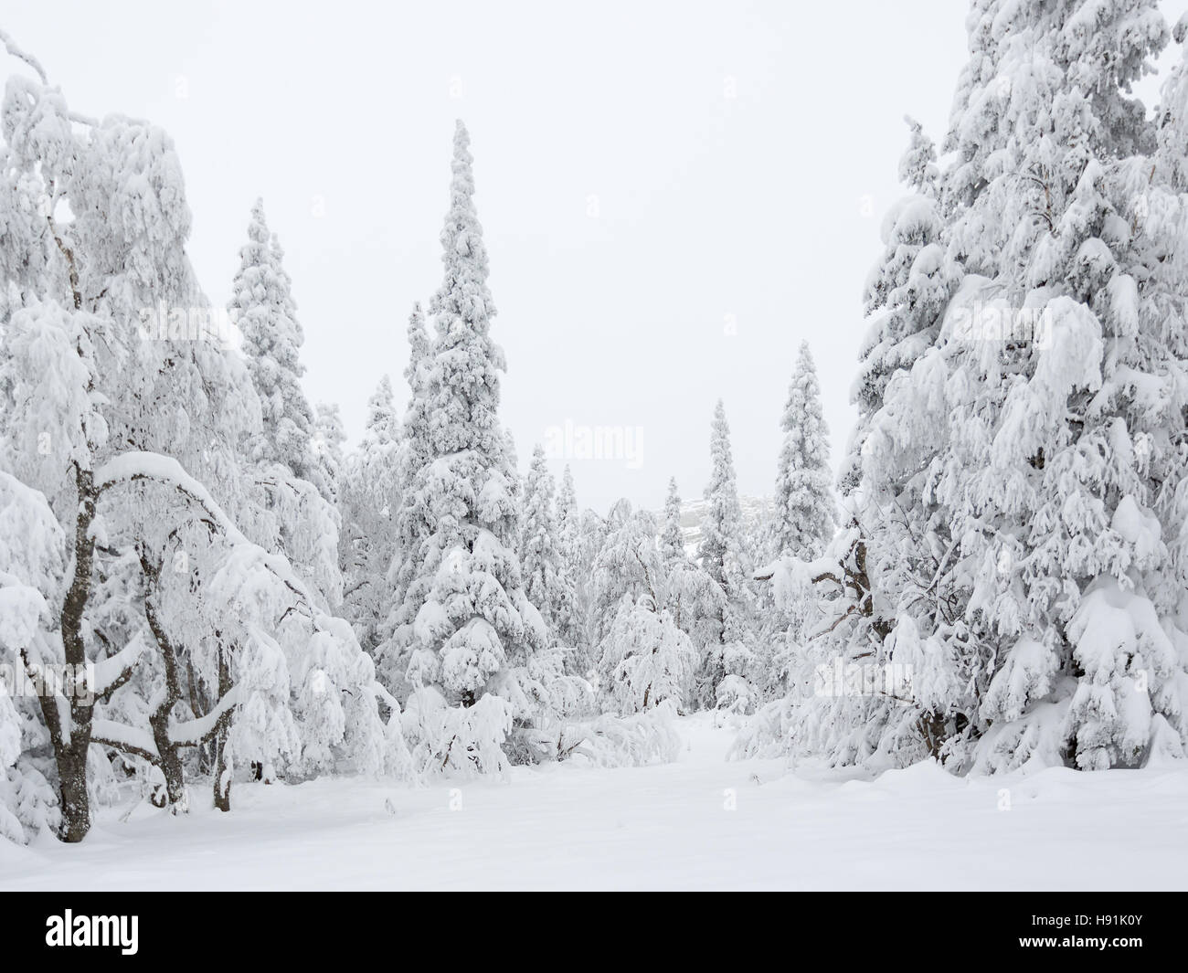 Winter forest in the Ural Mountains, the ridge Taganay Stock Photo - Alamy