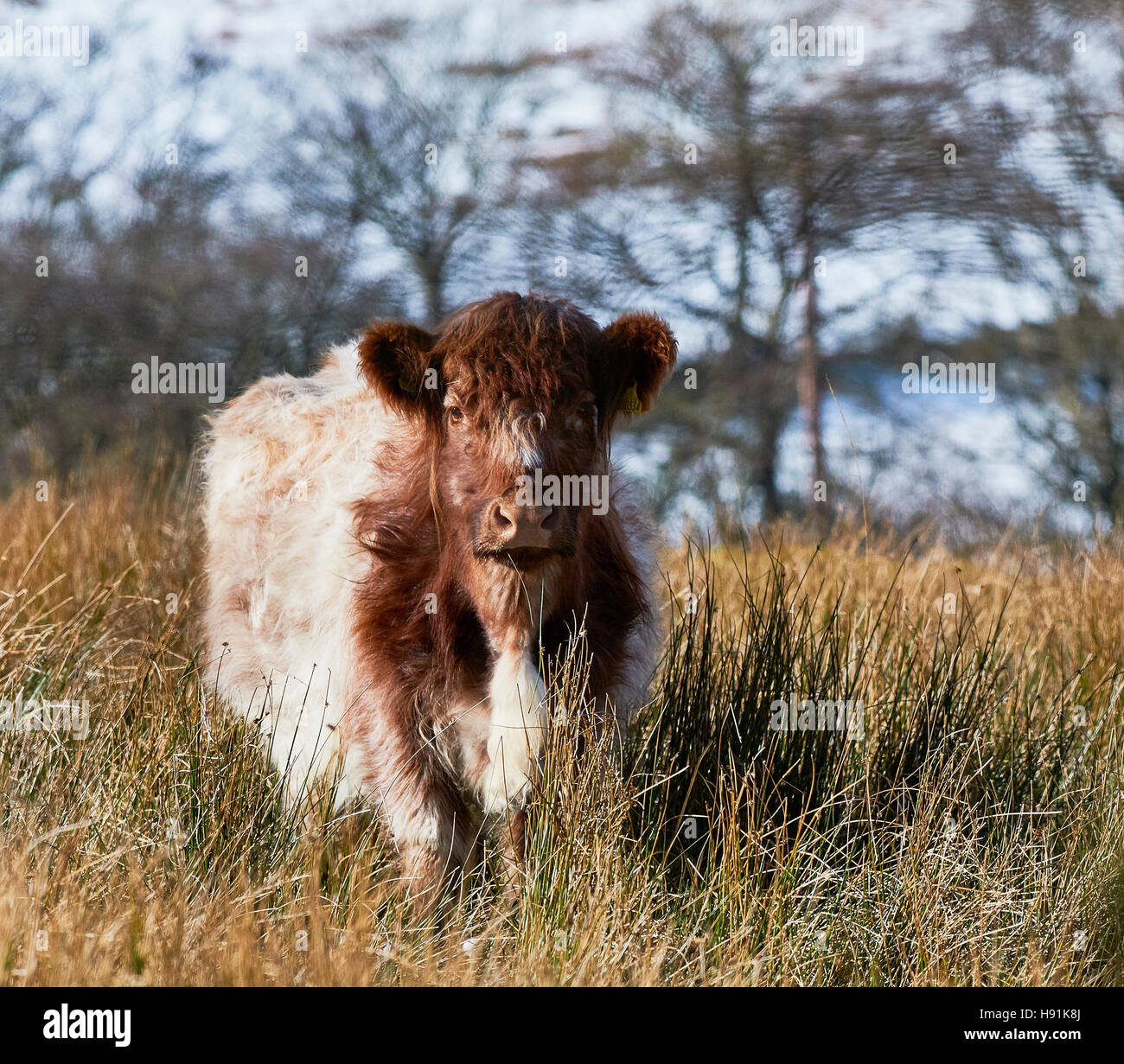 Animals animal beast beasts creature creatures zoology livestock cattle ...