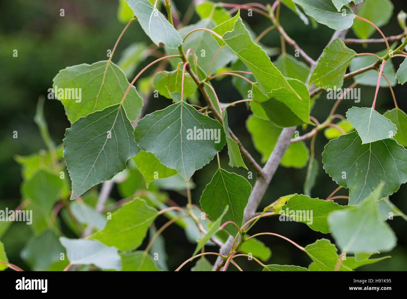 Pappel populus nigra hi-res stock photography and images - Alamy