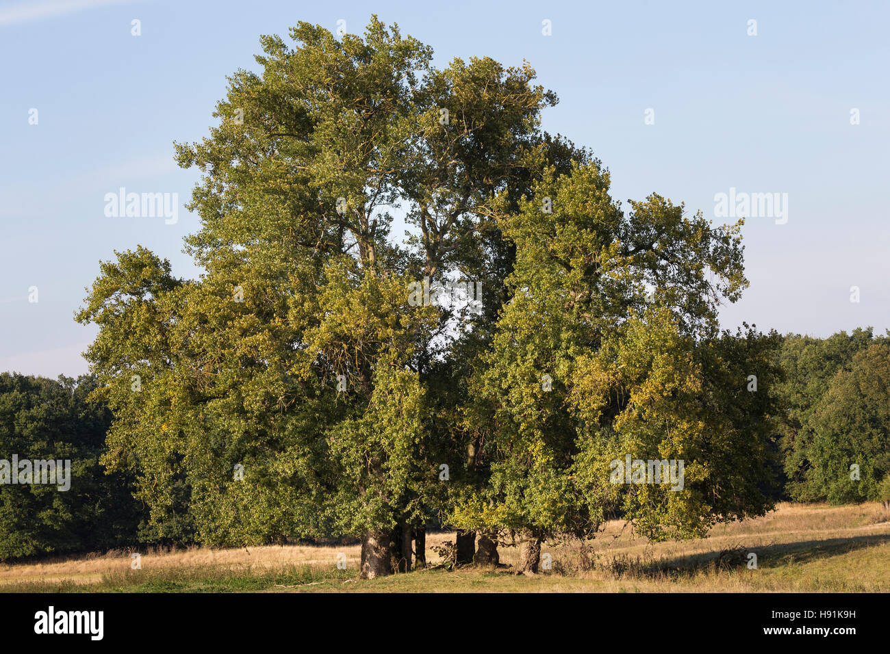 Schwarz-Pappel, Schwarzpappel, Pappel, Saarbaum, Populus nigra, black ...