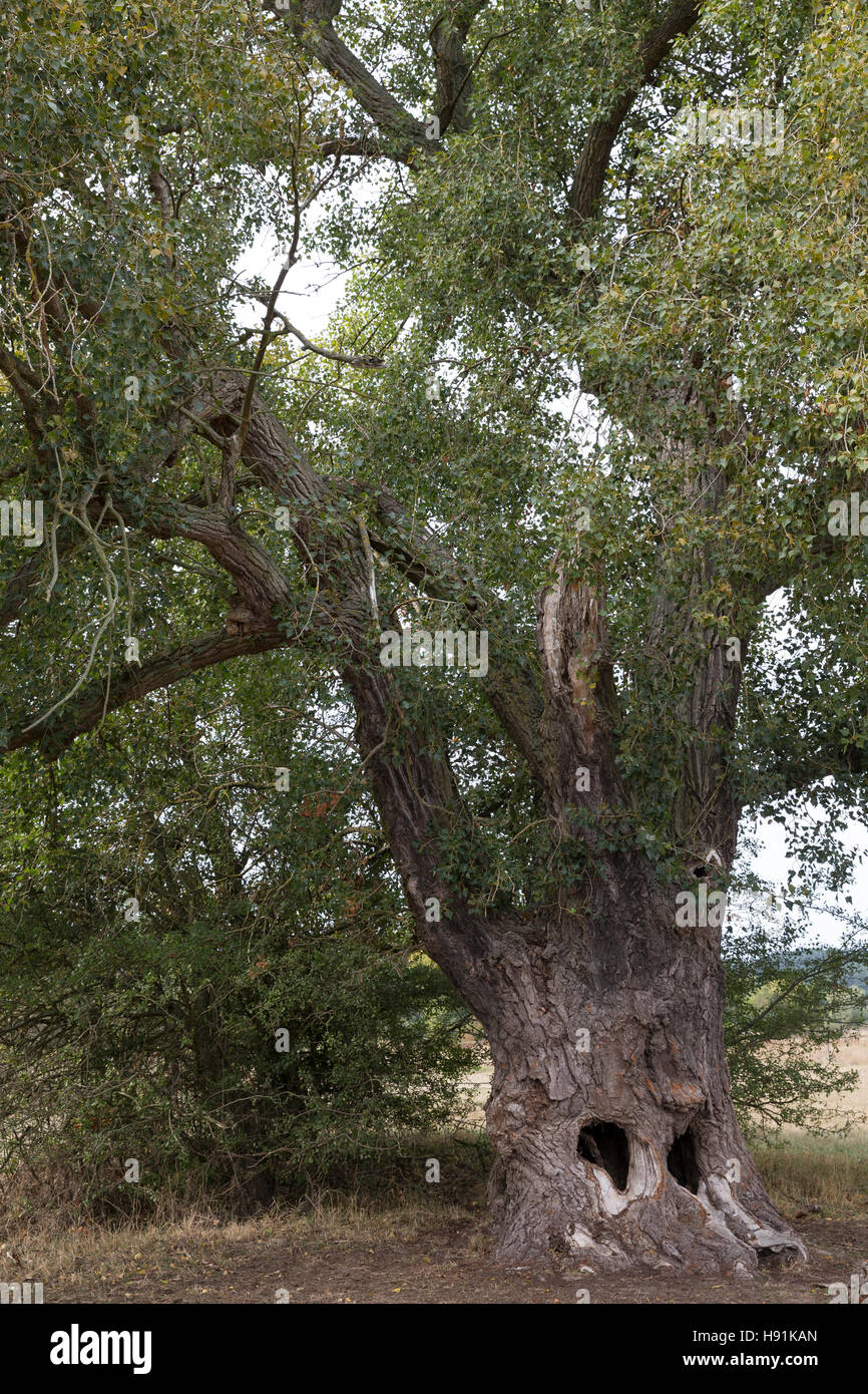 Schwarz-Pappel, Schwarzpappel, Pappel, Saarbaum, Populus nigra, black ...