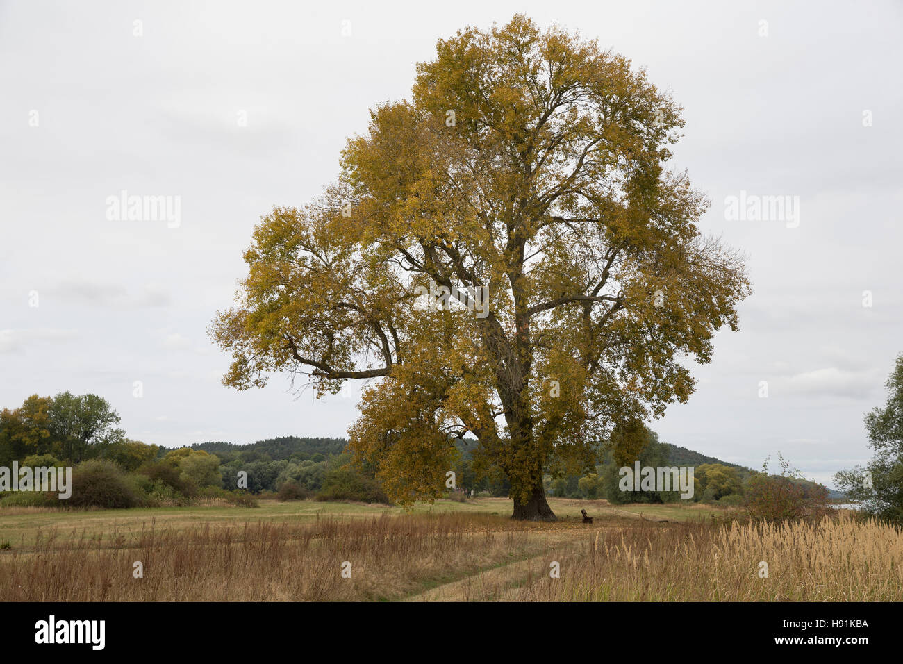 Pappeln hi-res stock photography and images - Alamy