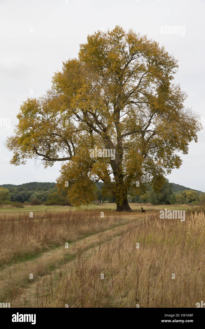 Schwarz-Pappel, Schwarzpappel, im Herbst, Herbstlaub, Herbstverfärbung ...