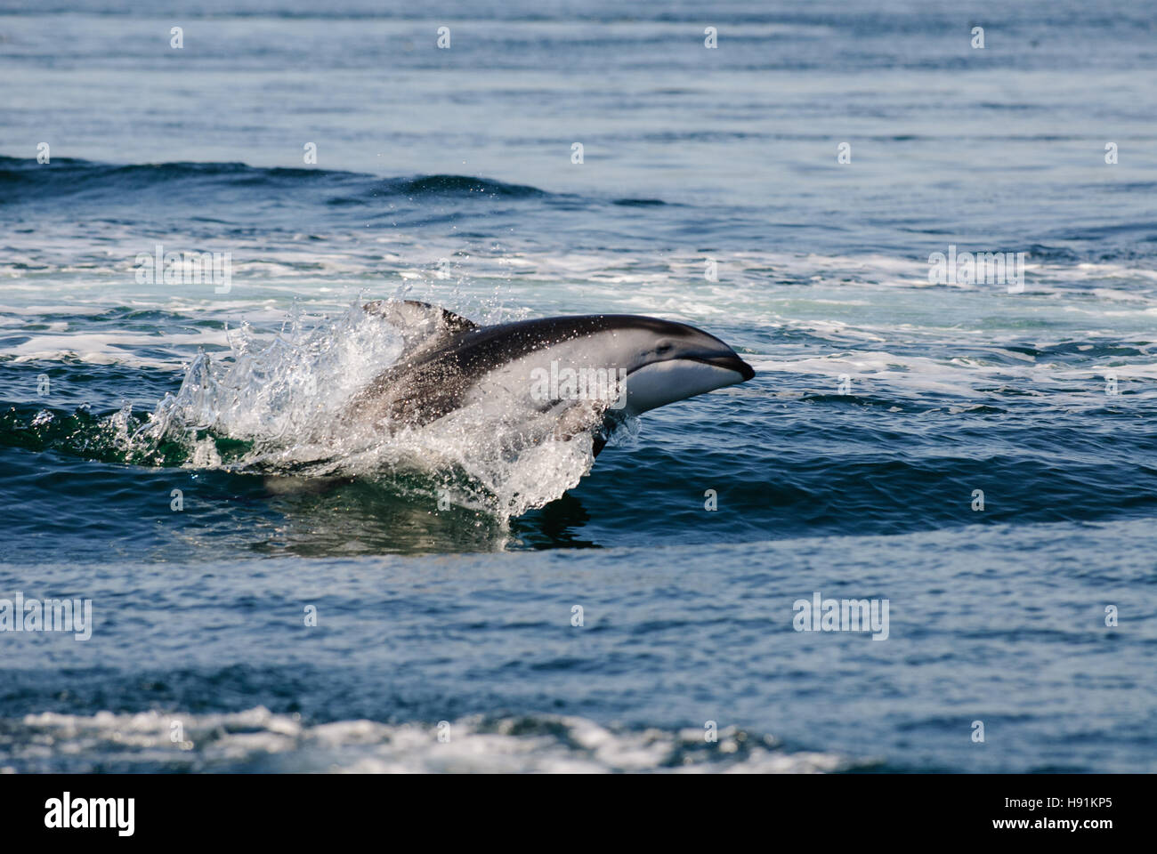 Wild pacific white sided dolphins hi-res stock photography and images ...
