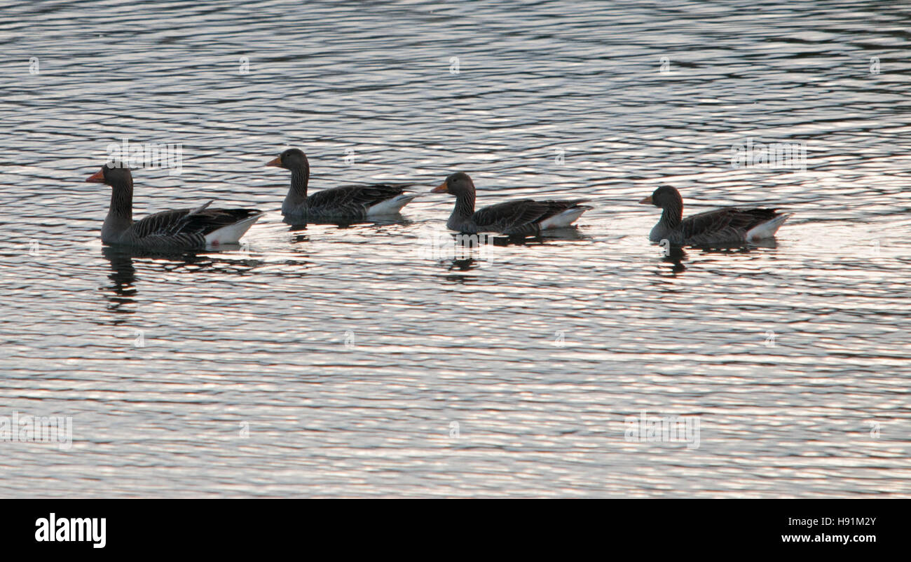 Male female geese hi-res stock photography and images - Alamy