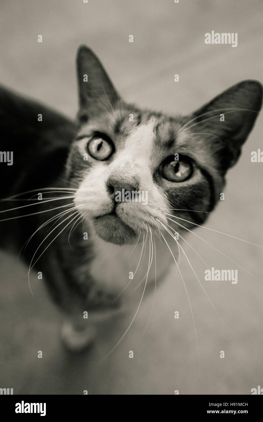 Dark gray cat hi-res stock photography and images - Alamy