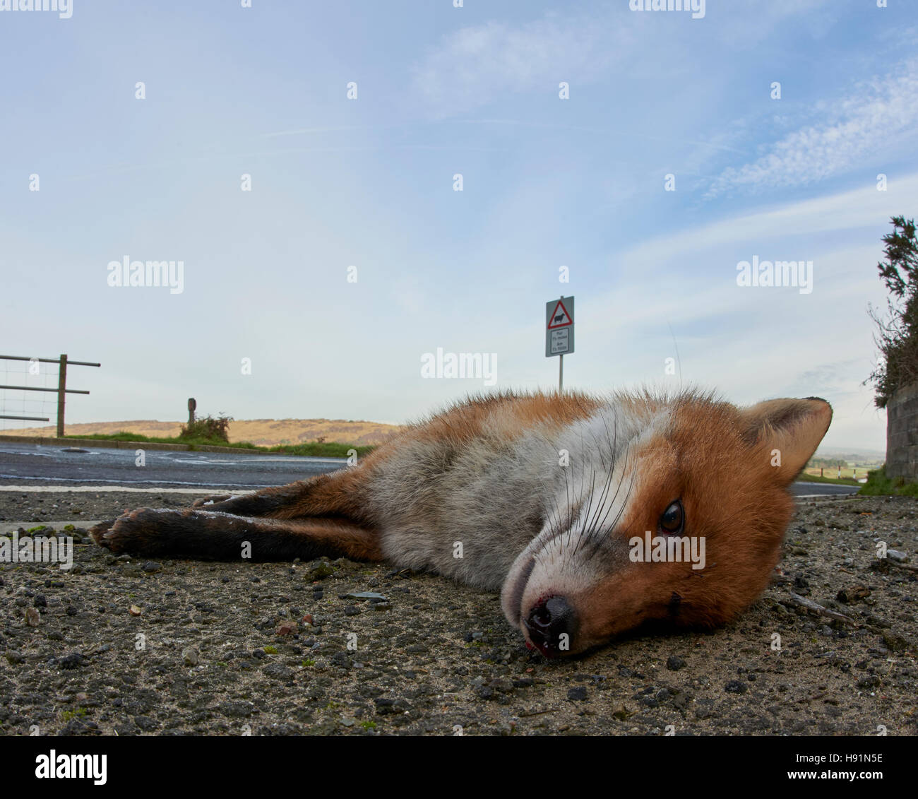 A Road Kill Fox Stock Photo - Alamy