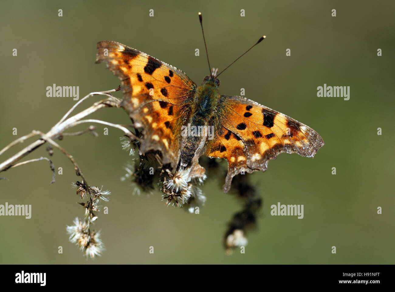 Large tortoiseshell butterflies hi-res stock photography and images - Alamy