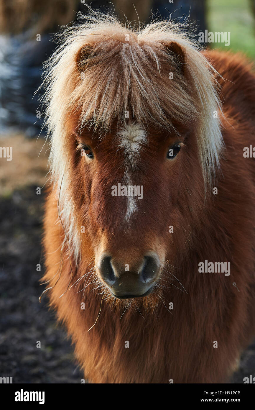 A Portrait of a shetland pony Stock Photo - Alamy