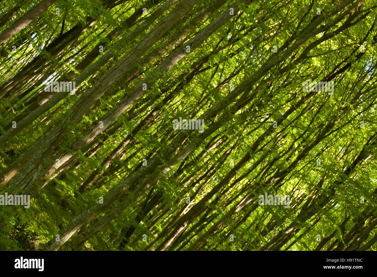 Slanted picture of trees in the forest Stock Photo - Alamy