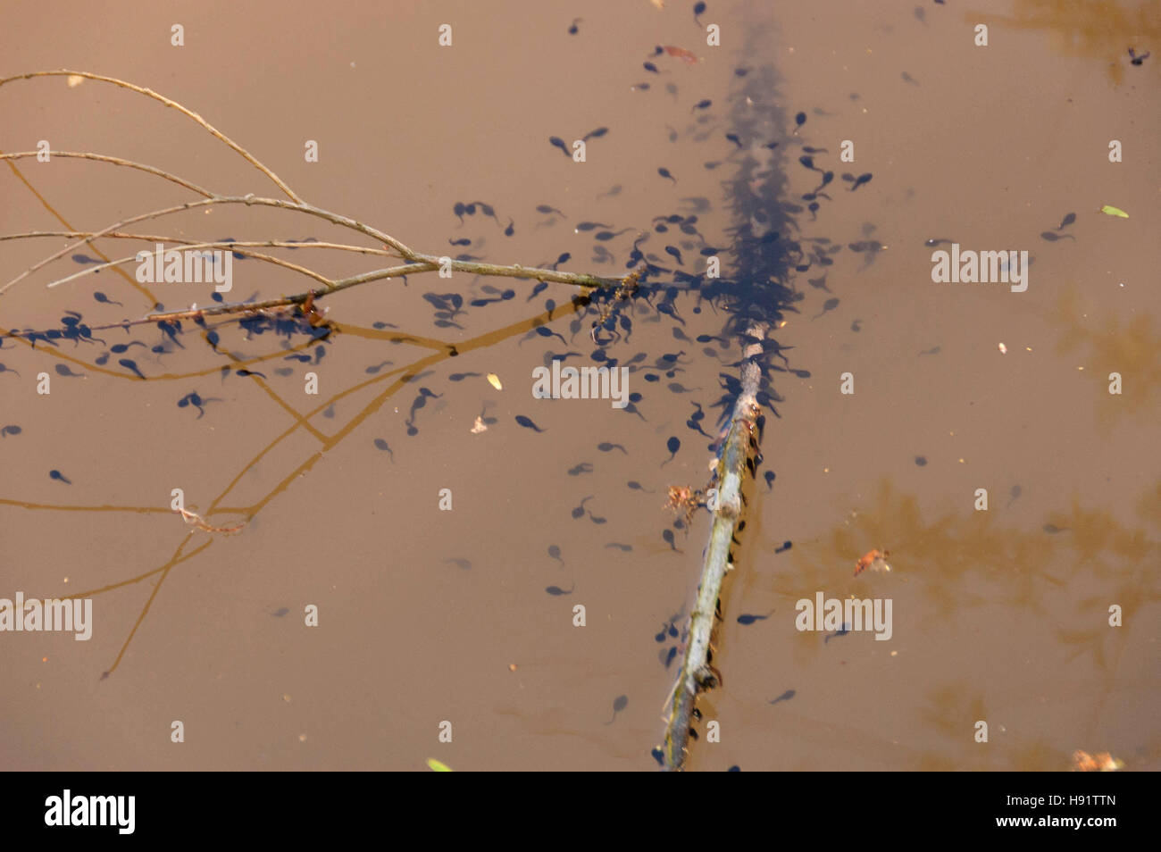 Many tadpoles gathered around the submerged tree branches Stock Photo ...