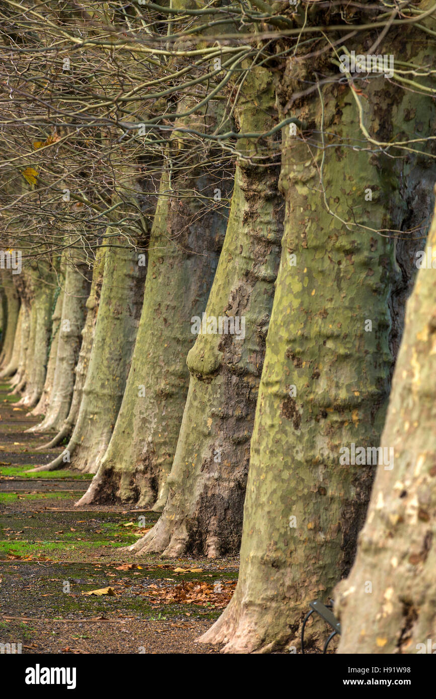 A grove of beech trees in Wellington Park, Somerset Stock Photo - Alamy