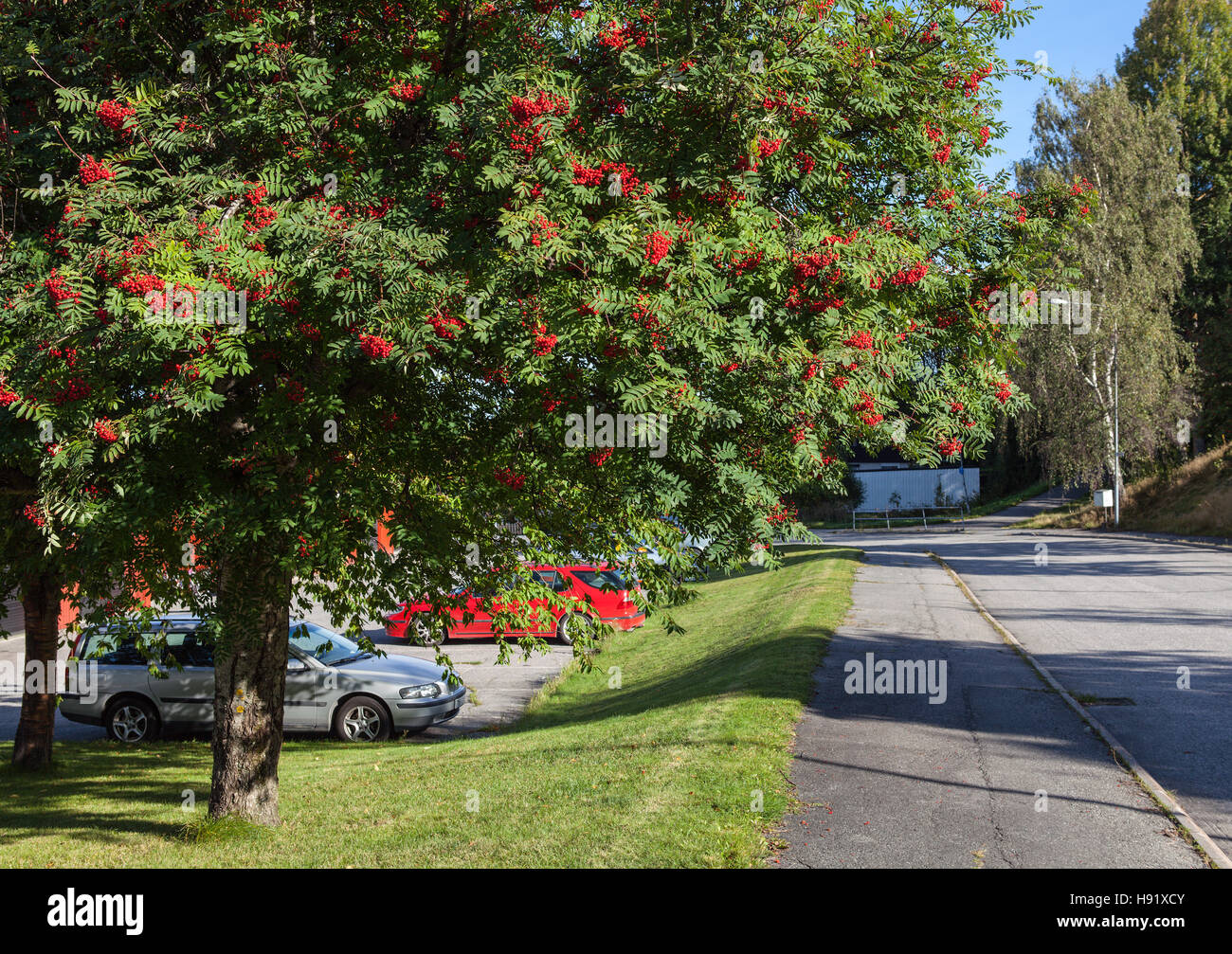 Rowan tree, red berries in urban area. Street and car park to the left ...