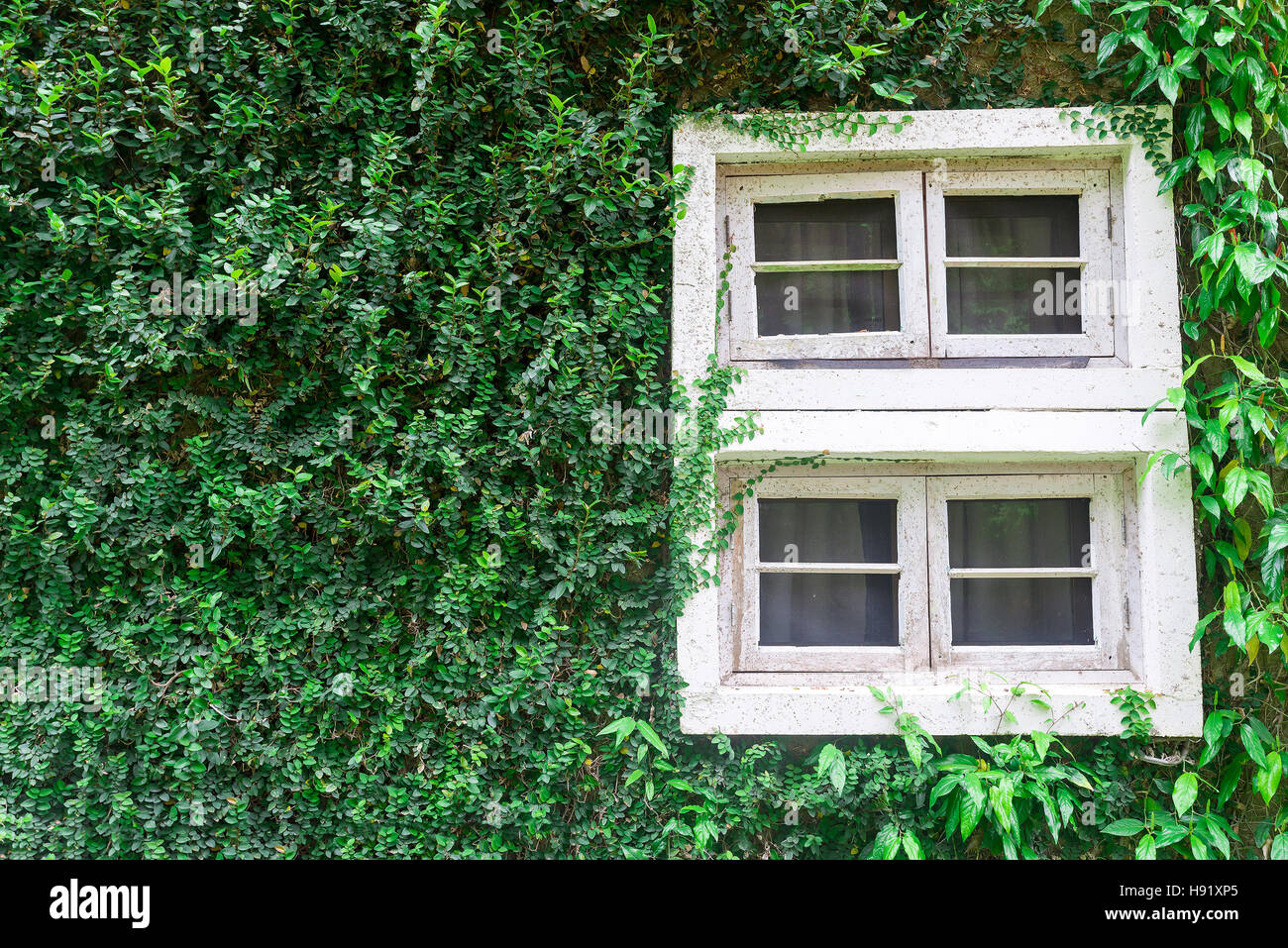 Green Plants Covered and A Window Frame Stock Photo - Alamy