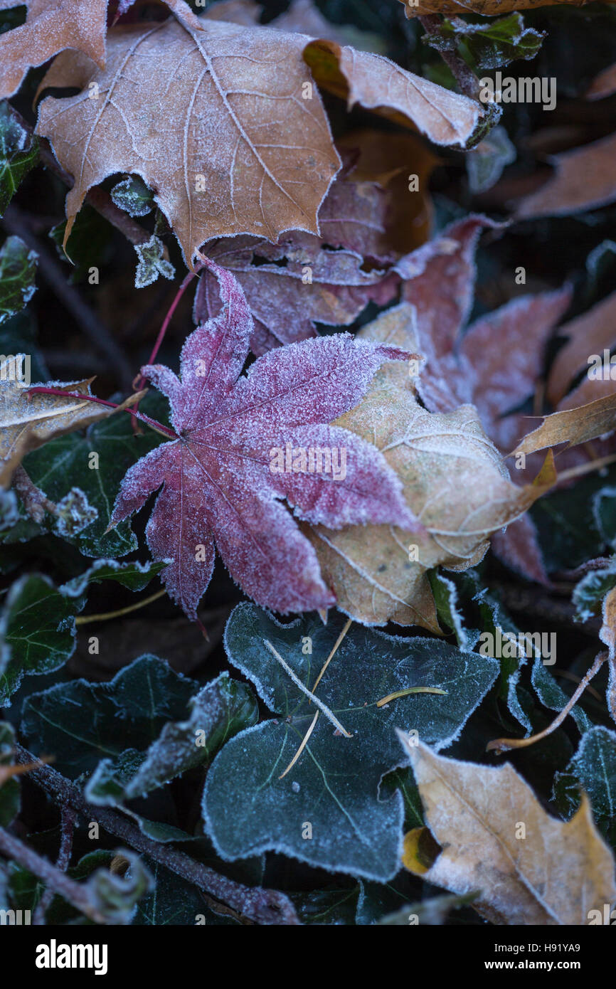 Frost leaves maple leaf hi-res stock photography and images - Alamy