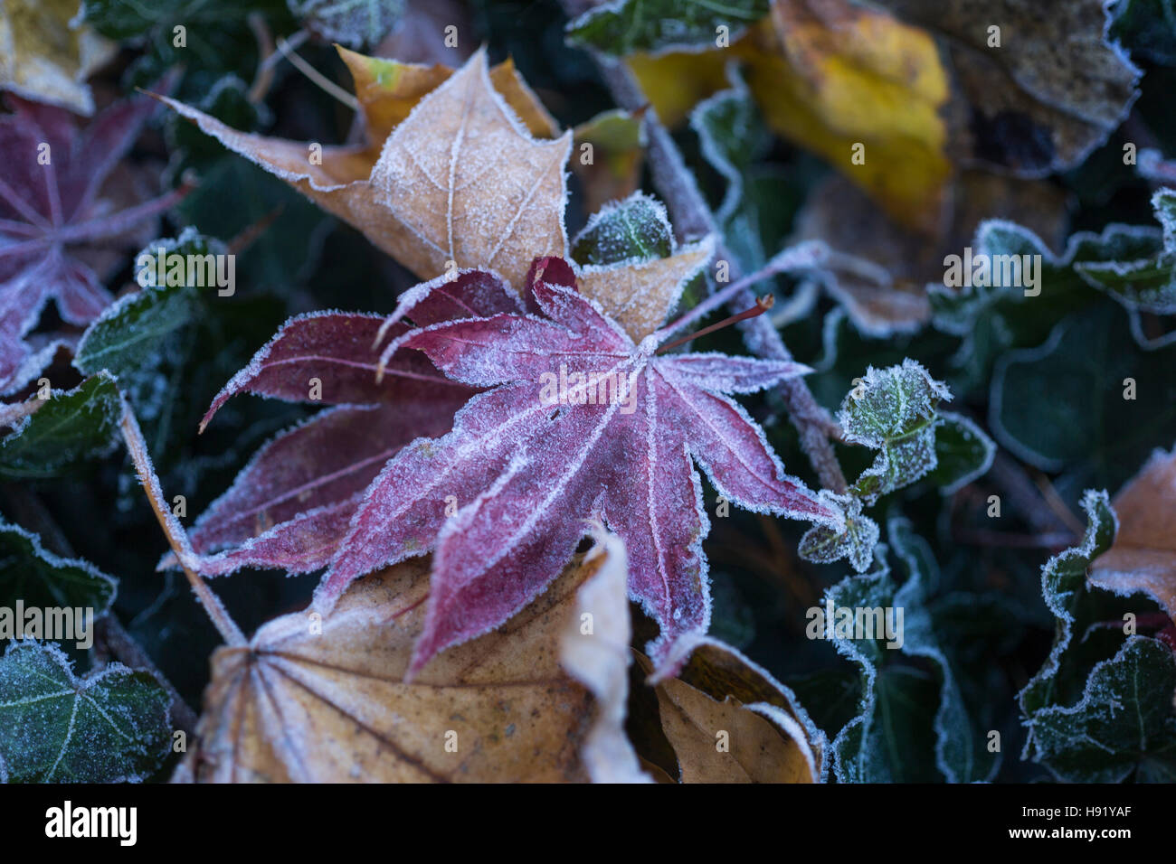 Frost leaves maple leaf hi-res stock photography and images - Alamy