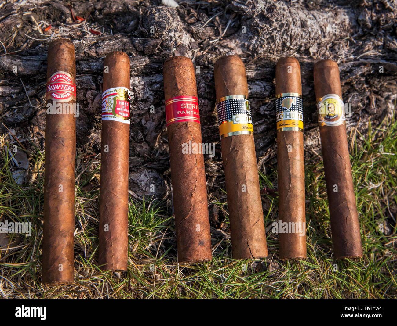 Selection of handmade Cuban cigars on the grass Stock Photo - Alamy