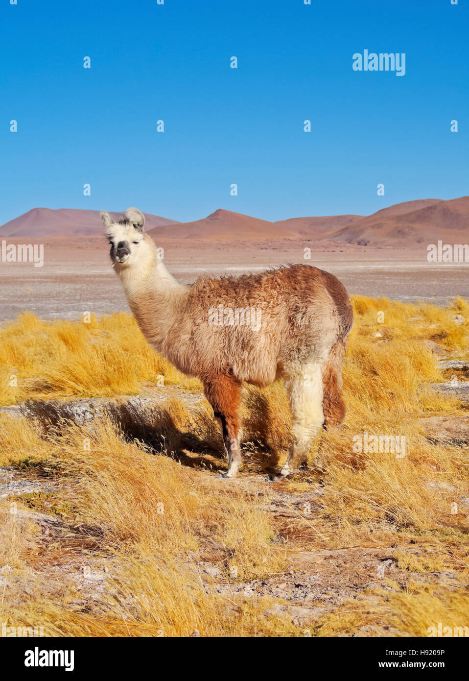 Bolivia Potosi Departmant Sur Lipez Province Eduardo Avaroa Andean ...
