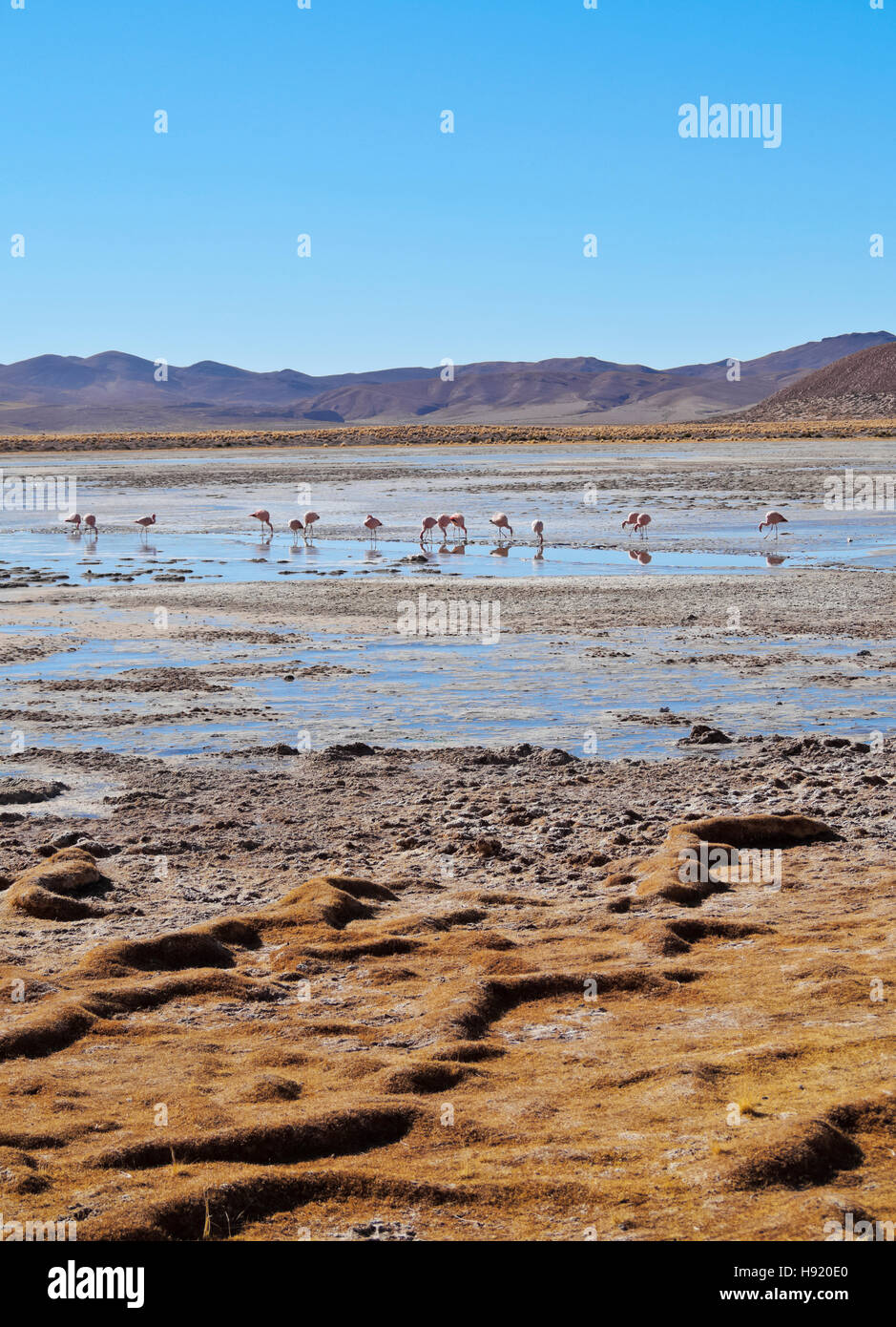 Bolivia, Potosi Departmant, Nor Lipez Province, View of the Laguna Yapi ...