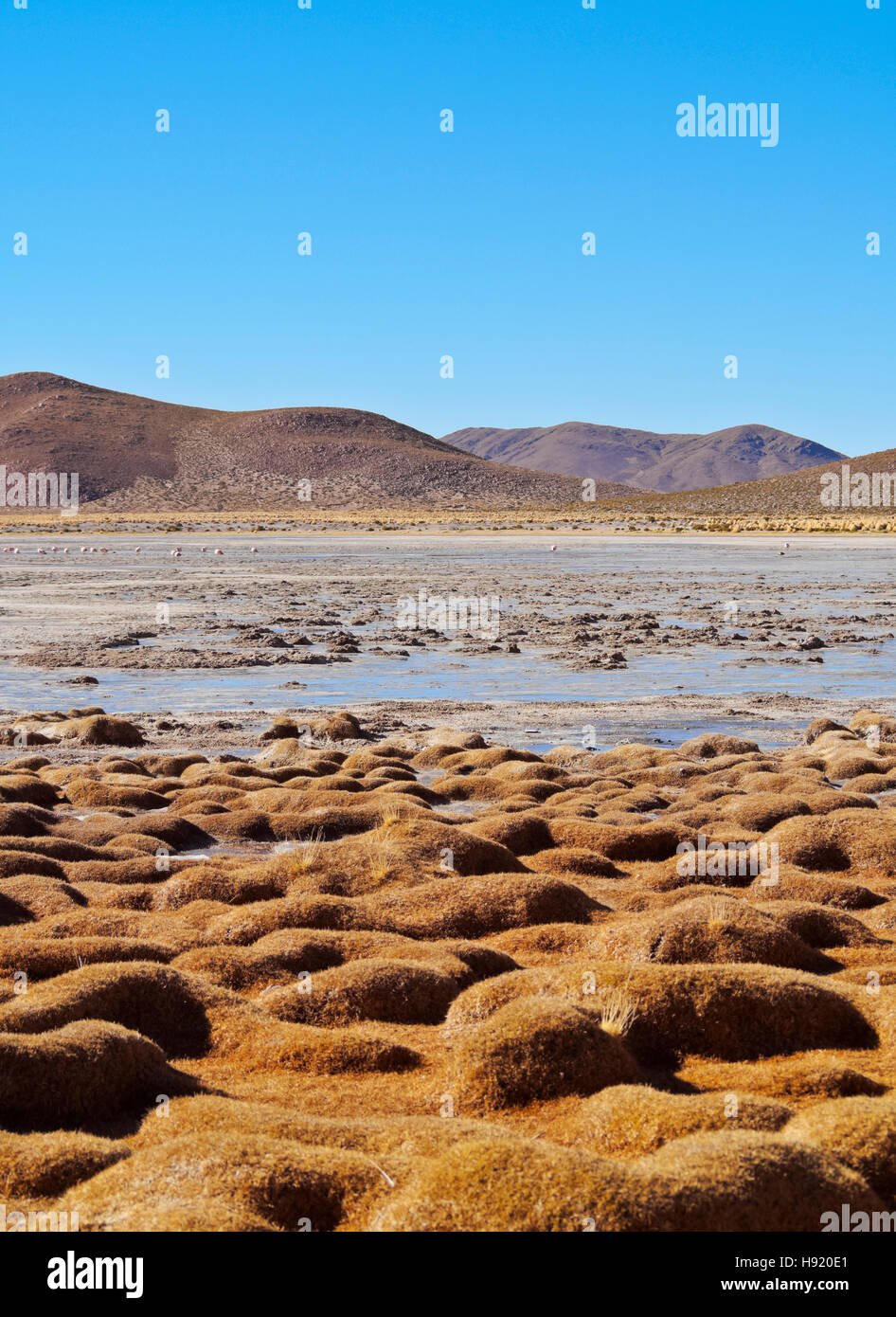 Bolivia, Potosi Departmant, Nor Lipez Province, View of the Laguna Yapi ...
