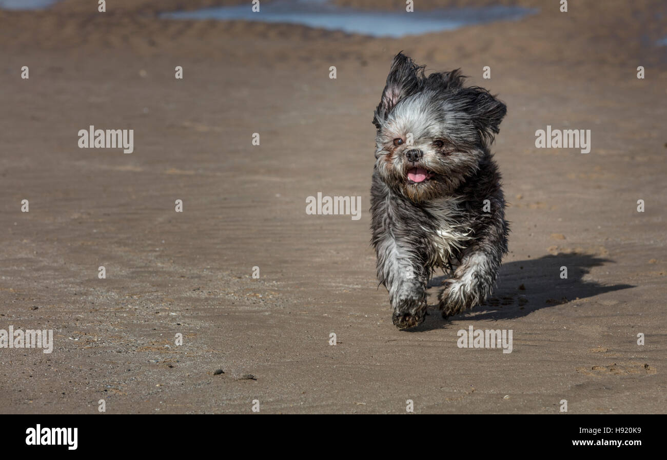Shitsu hi-res stock photography and images - Alamy