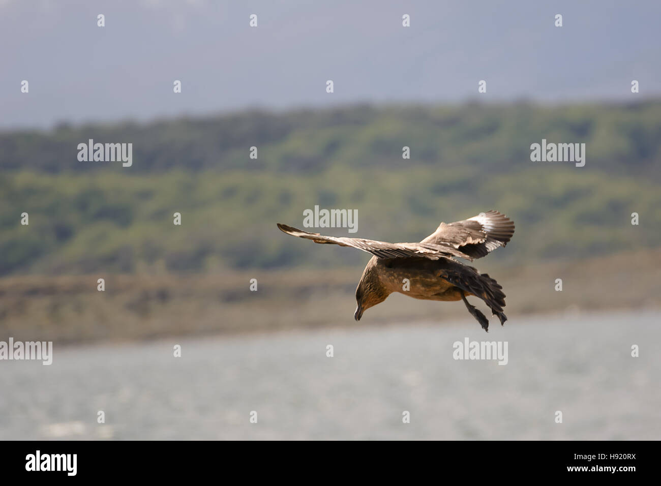 Flying beagle hi-res stock photography and images - Alamy