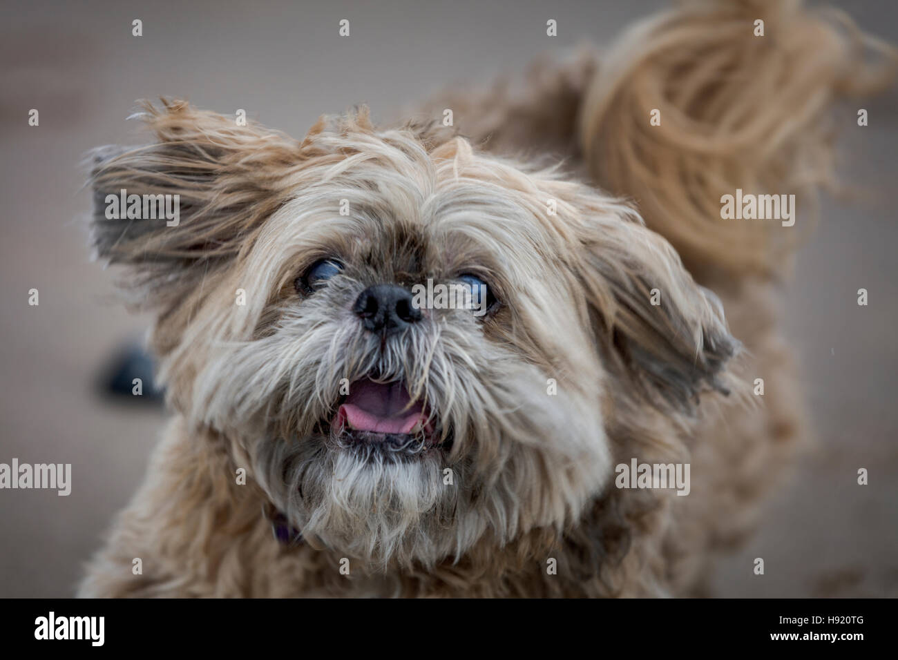 Shitsu on the beach Stock Photo - Alamy