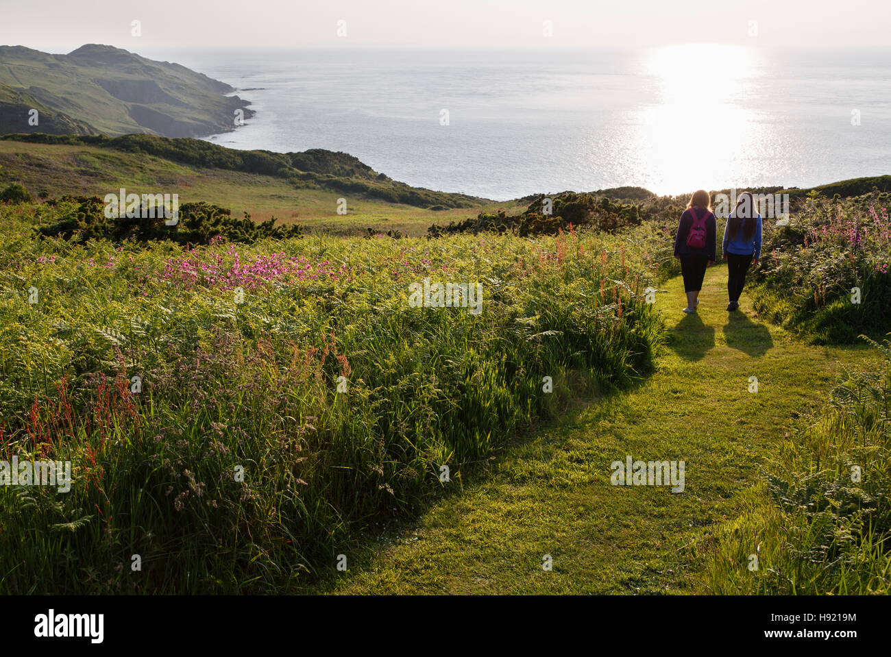 A summer evening walk on the clifftops above Rockham Bay, near Mortehoe ...