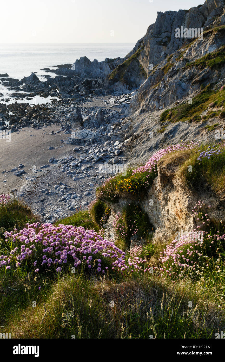 Rockham Bay, near Mortehoe, Devon Stock Photo - Alamy