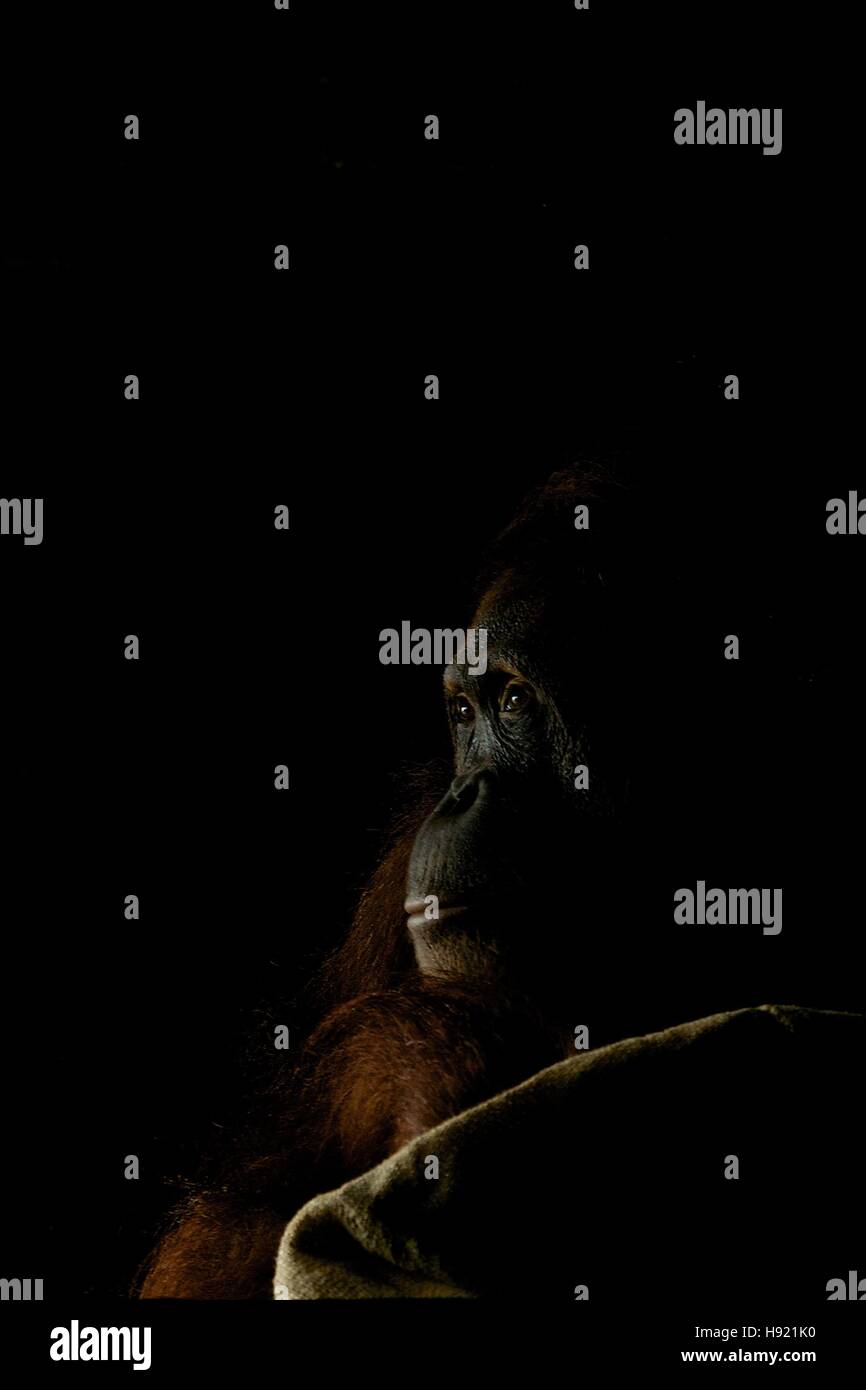 Sad Monkey High Resolution Stock Photography and Images - Alamy