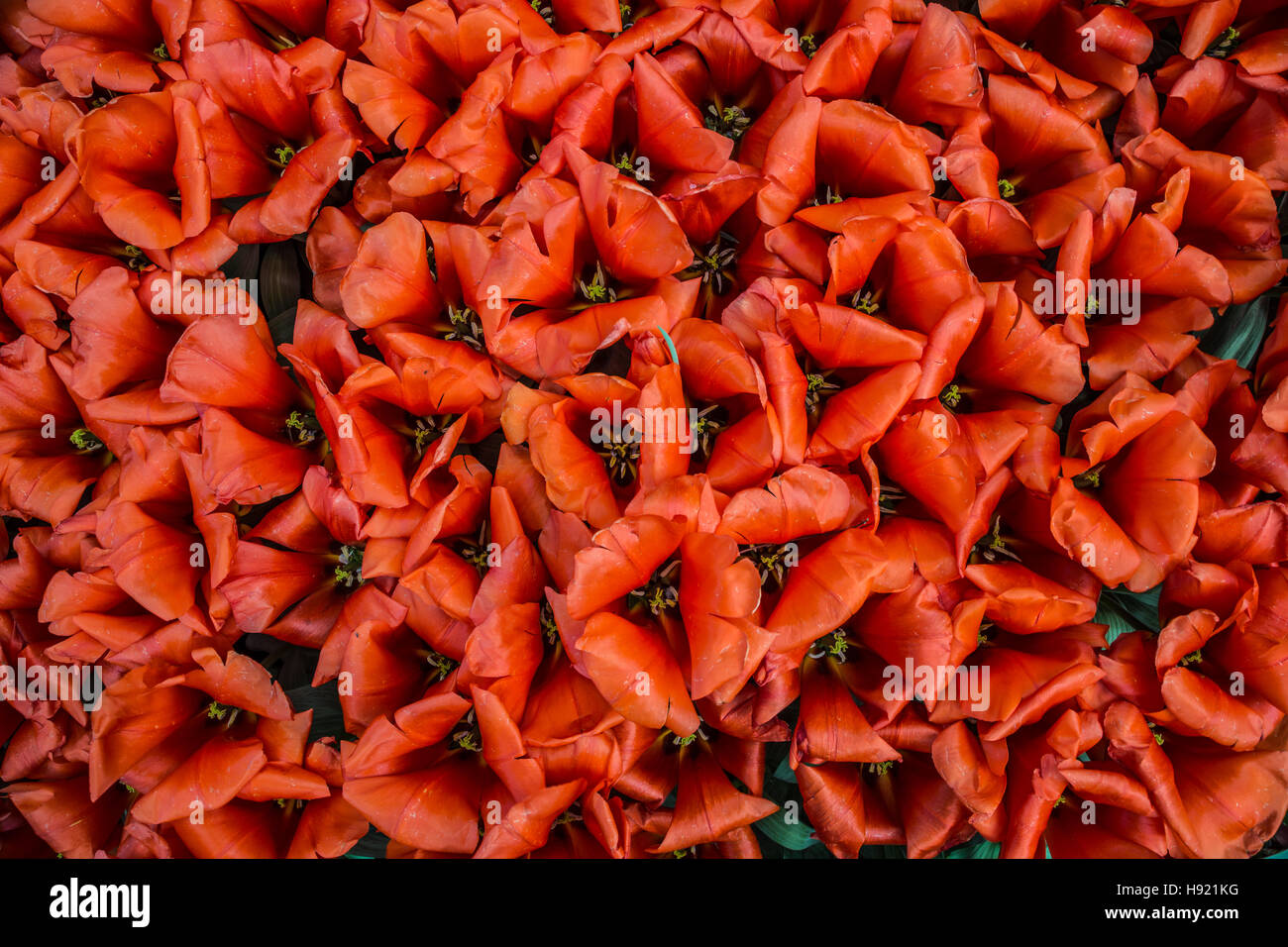 Tulips from above hi-res stock photography and images - Alamy