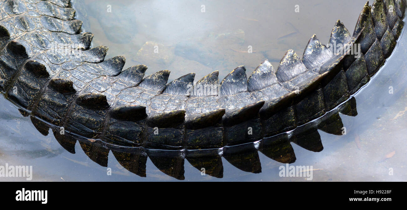 Crocodile Tail High Resolution Stock Photography and Images - Alamy