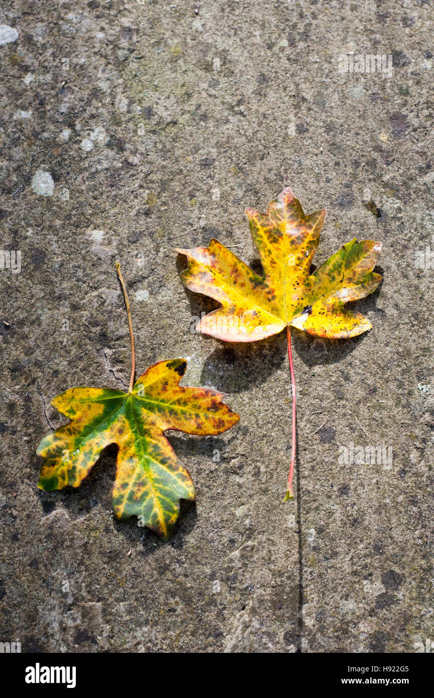 Field maple leaves on a path Stock Photo - Alamy