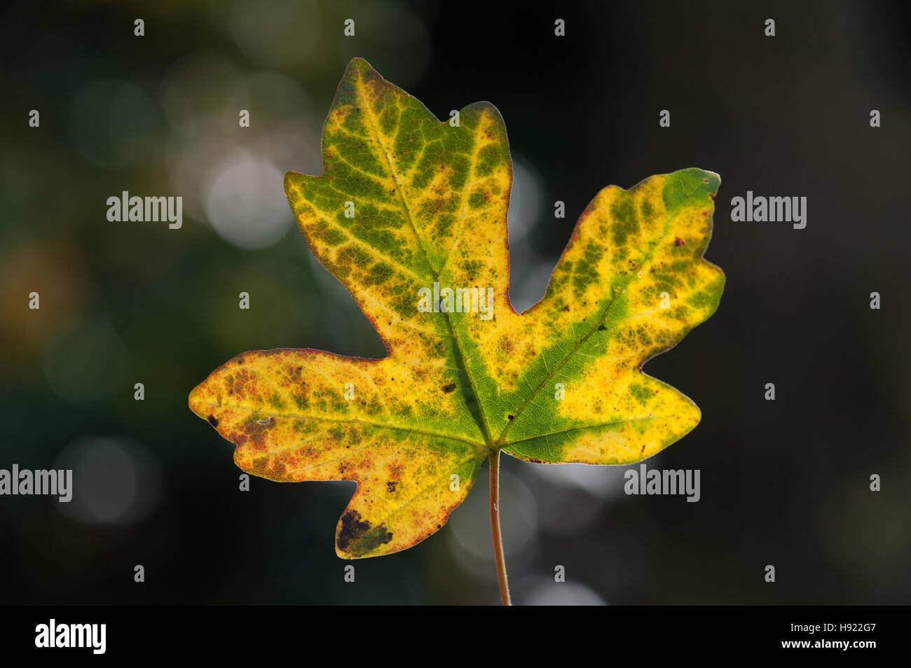 Field maple leaf hi-res stock photography and images - Alamy