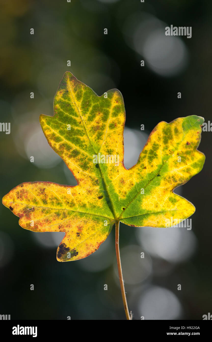 Autumn colours in a field maple leaf lit up by the sun Stock Photo - Alamy