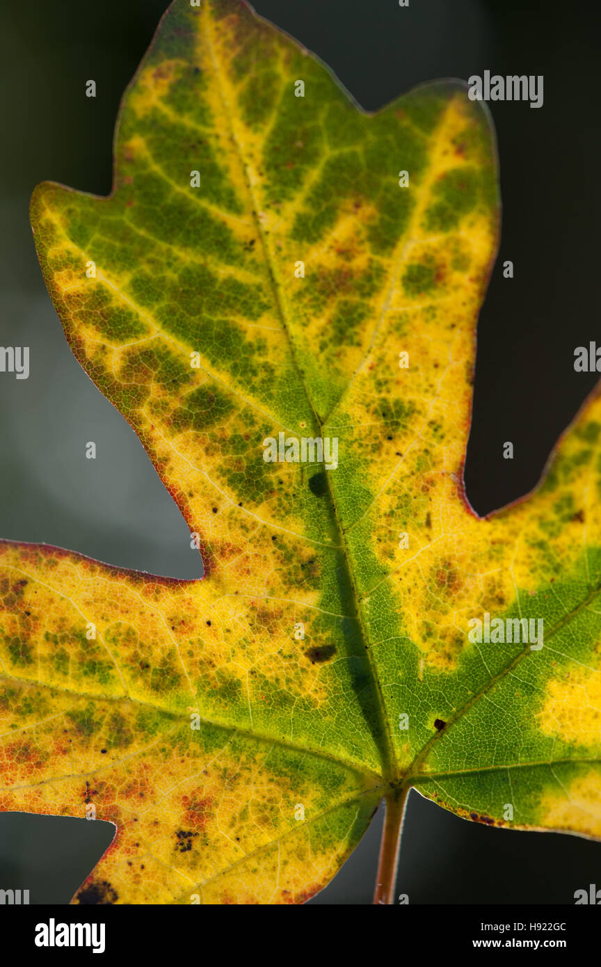 Field maple leaf hi-res stock photography and images - Alamy