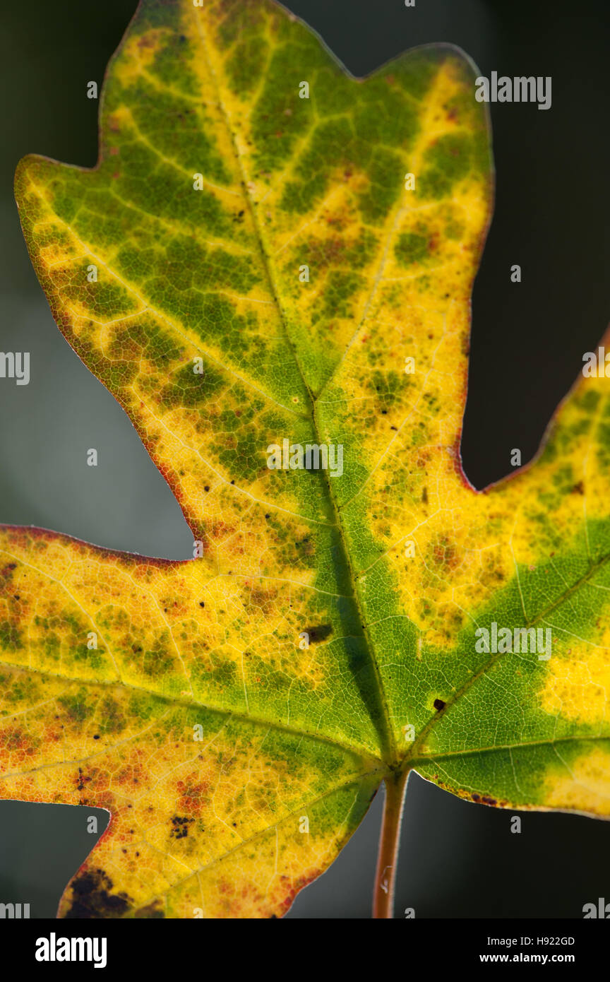 Autumn colours in a field maple leaf lit up by the sun Stock Photo - Alamy