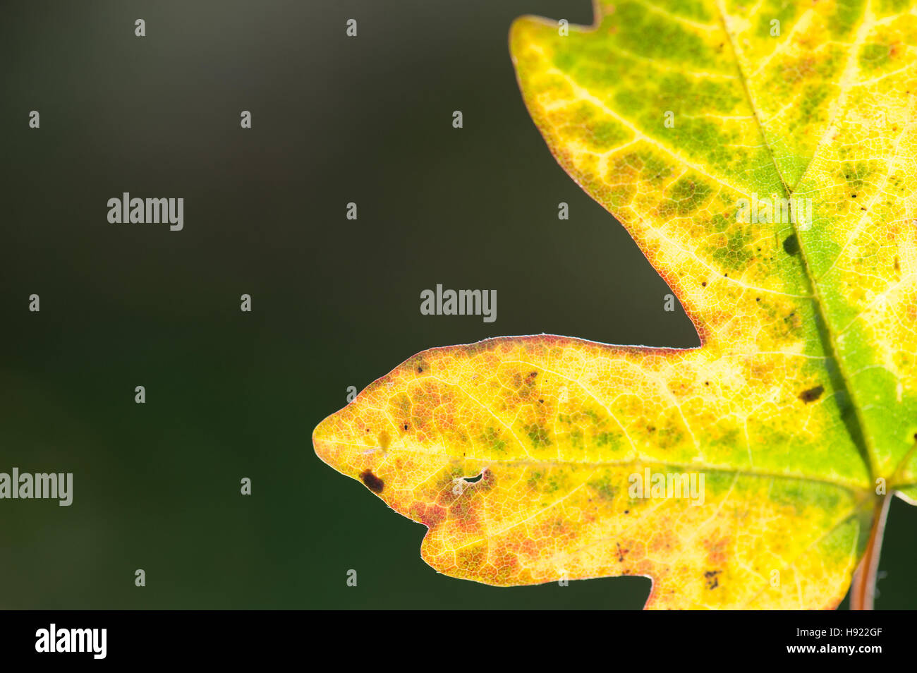 Field maple leaf hi-res stock photography and images - Alamy