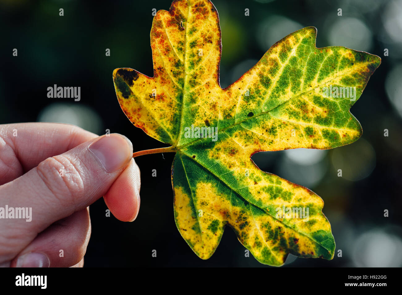 Autumn colours in a field maple leaf lit up by the sun Stock Photo - Alamy