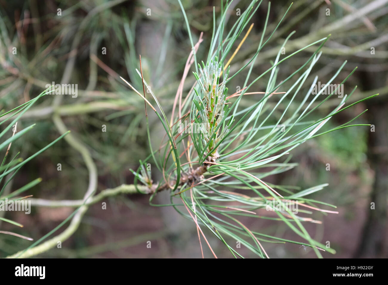 Corsican pine foliage showing symptoms of Dothistroma or red band ...