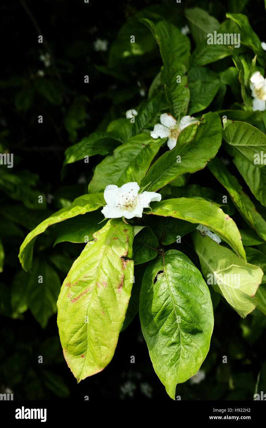 Medlar leaves and flowers in woodland Stock Photo - Alamy