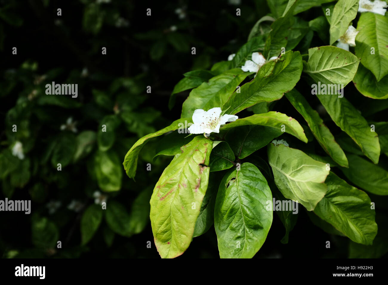 Medlar leaves and flowers in woodland Stock Photo - Alamy