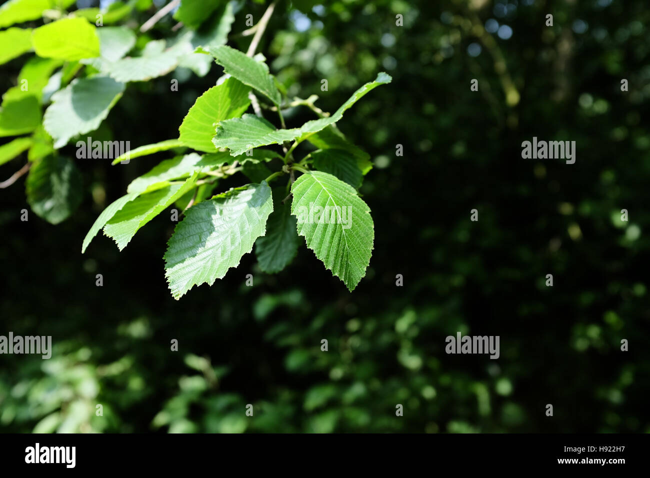 Grey alder hi-res stock photography and images - Alamy