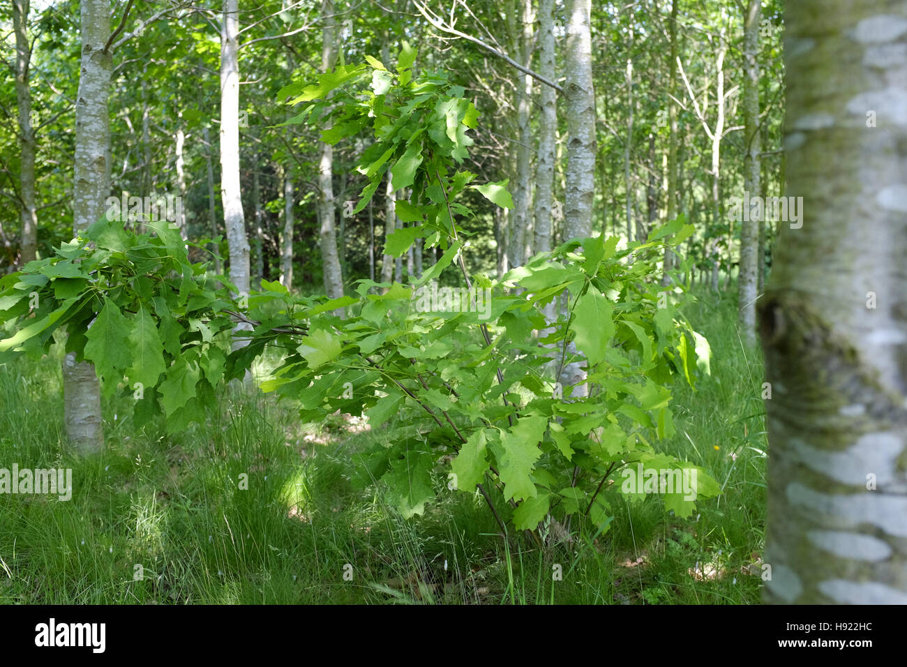 Coppice hi-res stock photography and images - Alamy