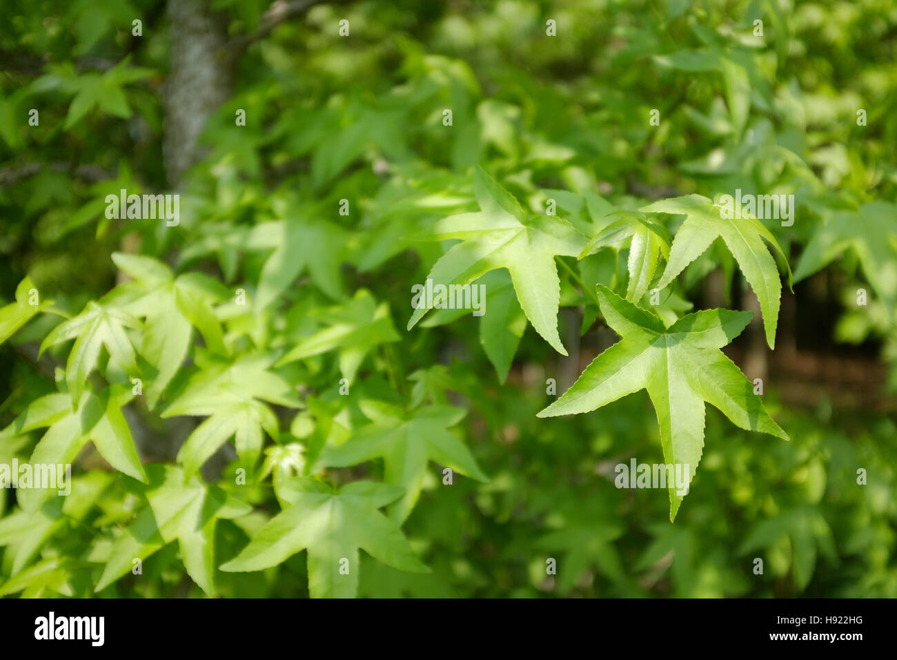 American sweetgum liquidambar styraciflua hi-res stock photography and images - Alamy