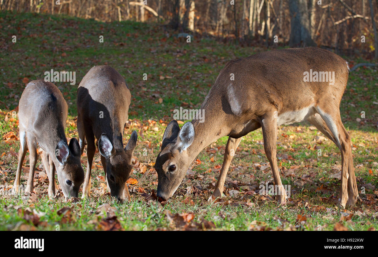 Whitetail deer whitetail deer yearling whitetail doe doe hi-res stock ...