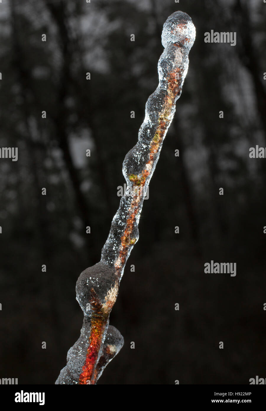 Trees after ice storm hi-res stock photography and images - Alamy