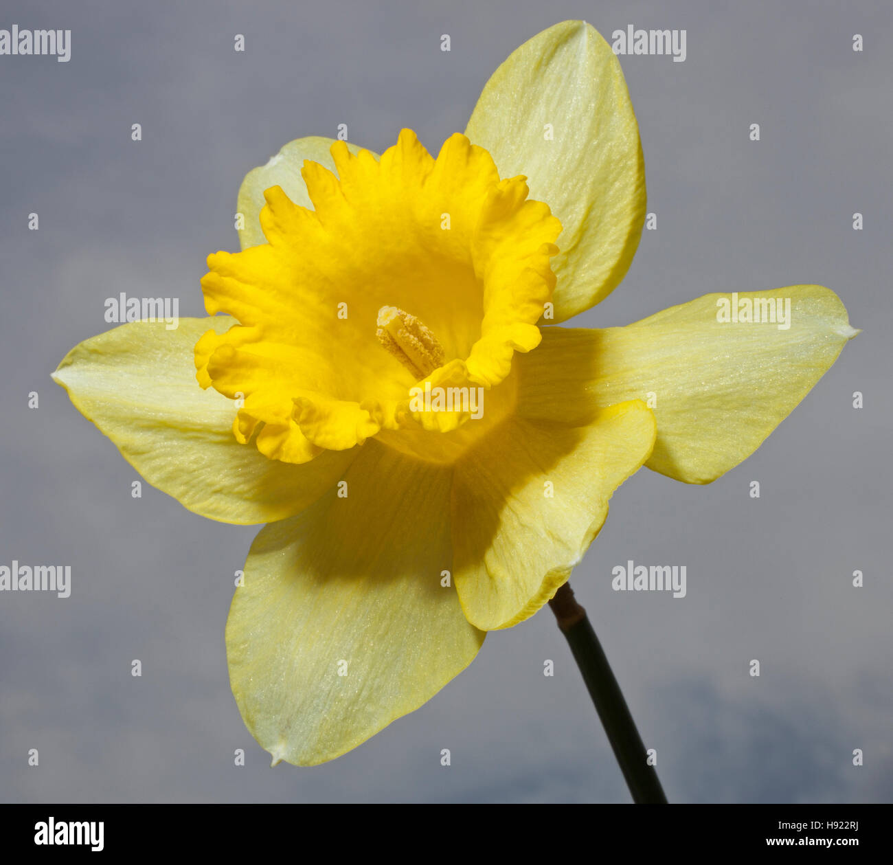 Yellow daffodil in full bloom with the sky and clouds behind Stock ...